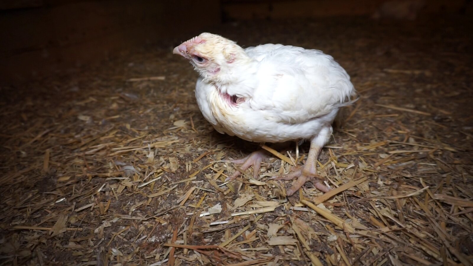 RSPCA Assured chickens are suffering!