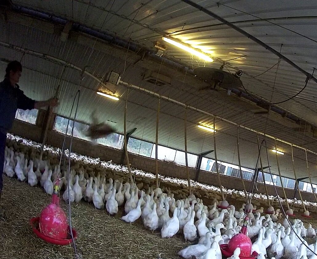 The reality for ducks on British farms