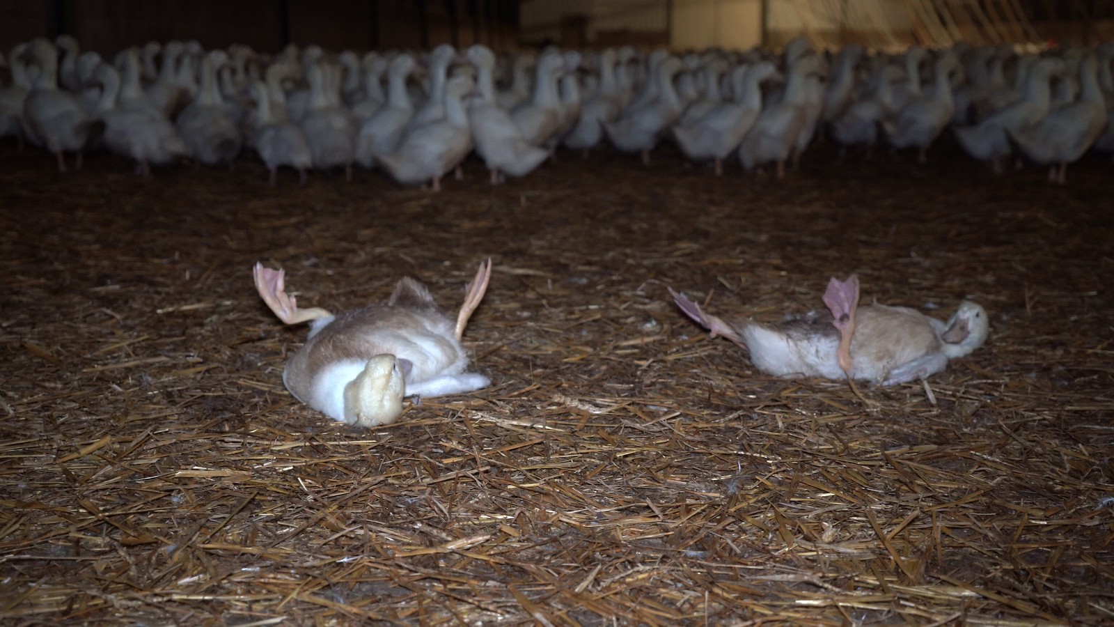 The reality for ducks on British farms