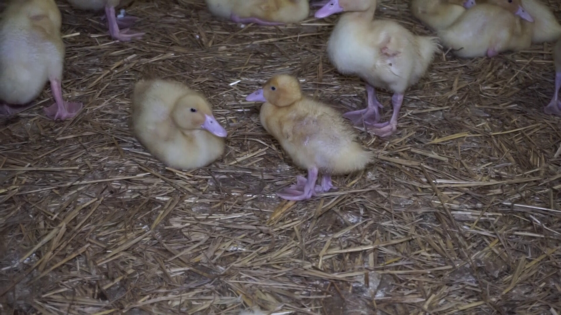 The reality for ducks on British farms
