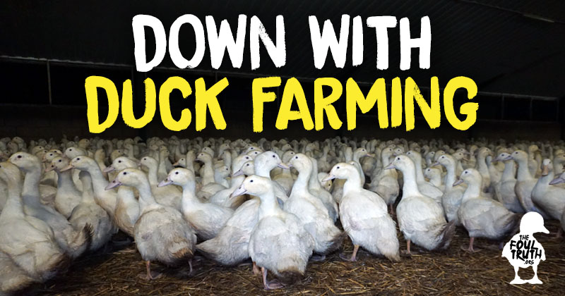 New Campaign: Down with Duck Farming