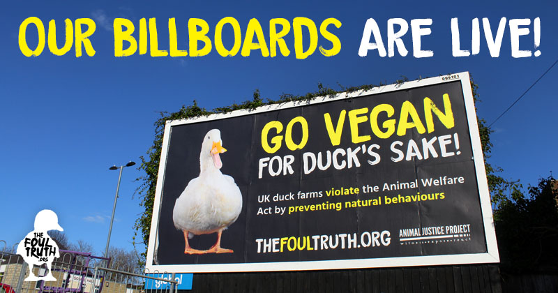Our Down with Duck Farming Billboards are Live