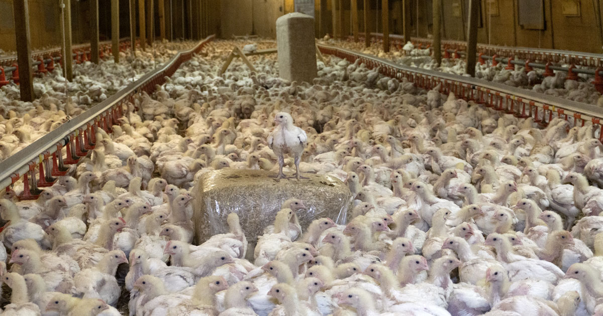 Chicken farming causes 'Off the Scales' suffering!