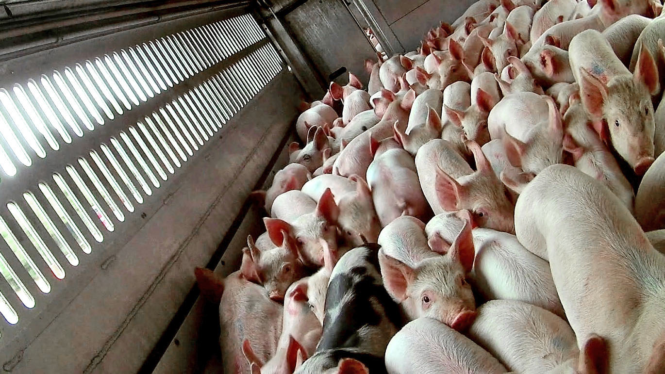 Animals are not stock!