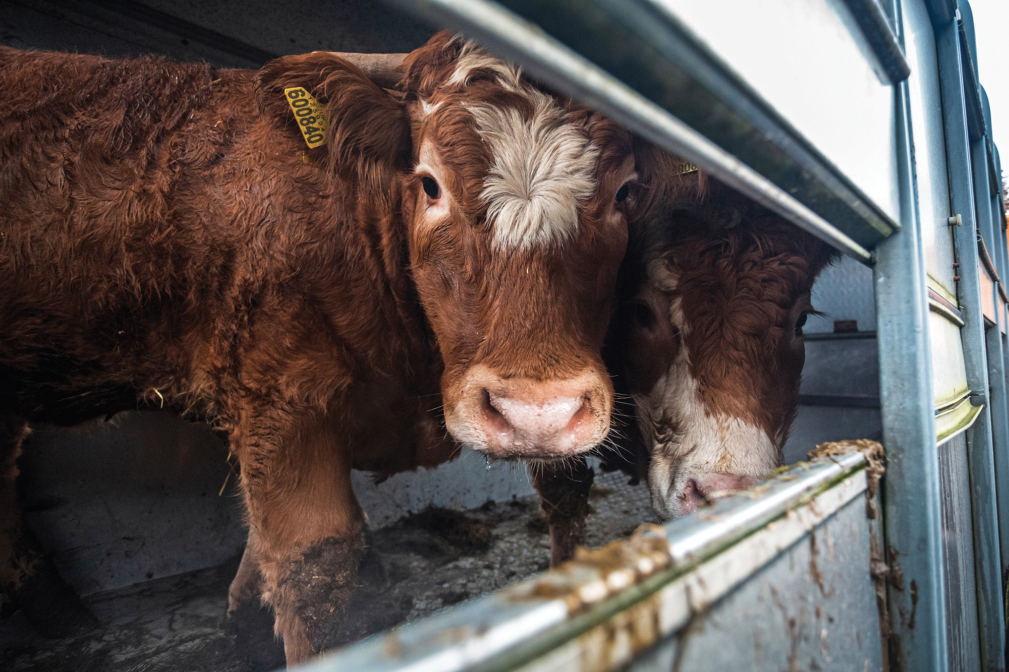 Animals are not stock!