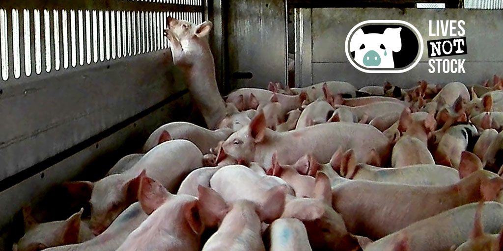 RSPCA Assured Abuse!