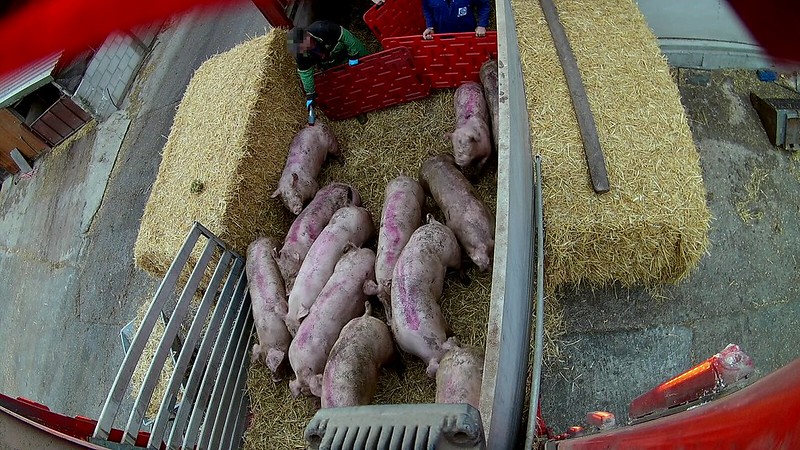 VIDEO: RSPCA-ASSURED PIGS ELECTROCUTED ON WAY TO SLAUGHTER RAISES ...