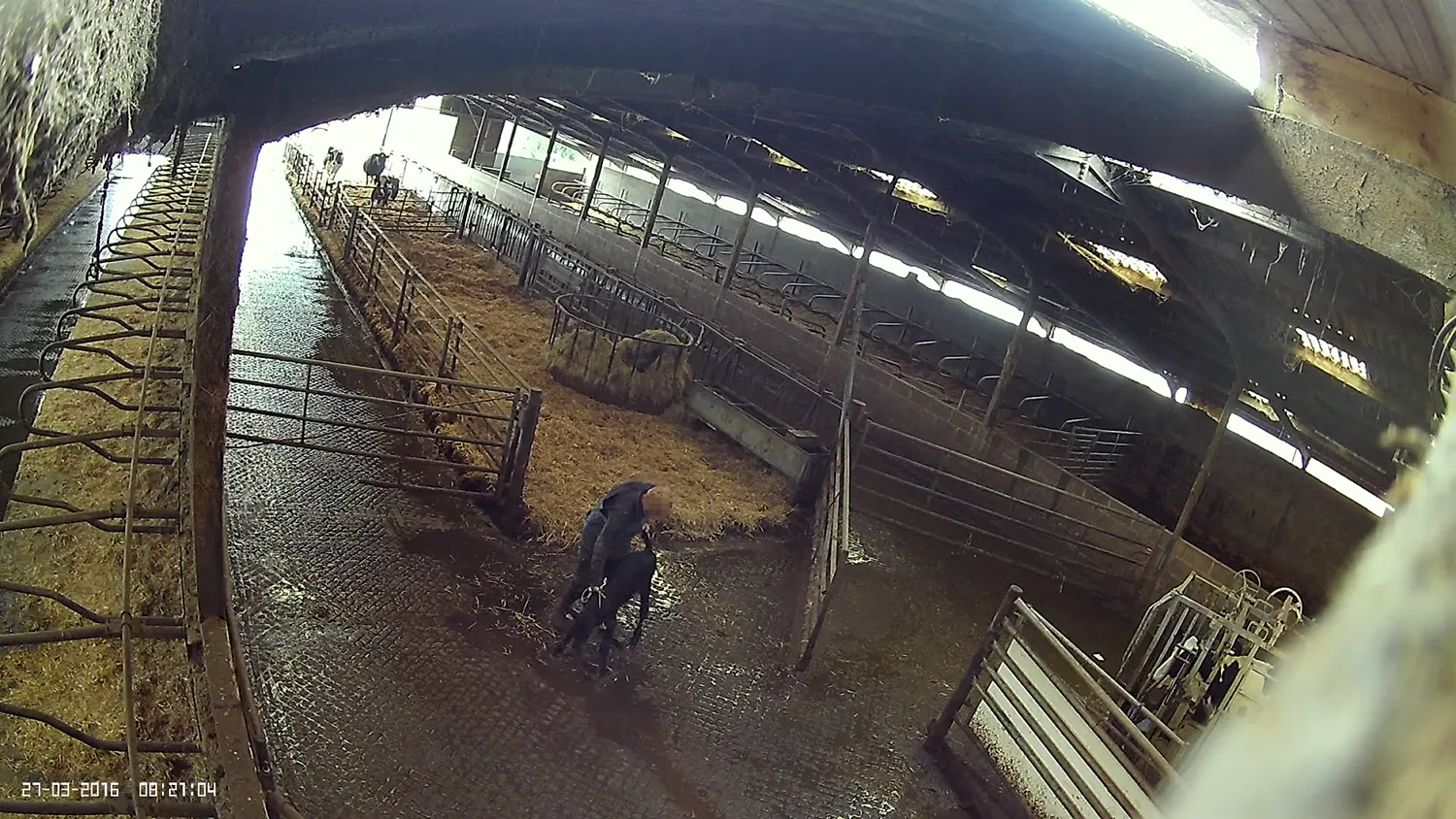 Our Exposé Uncovers Heart-breaking Treatment Of 3-Day-Old Calves At ...
