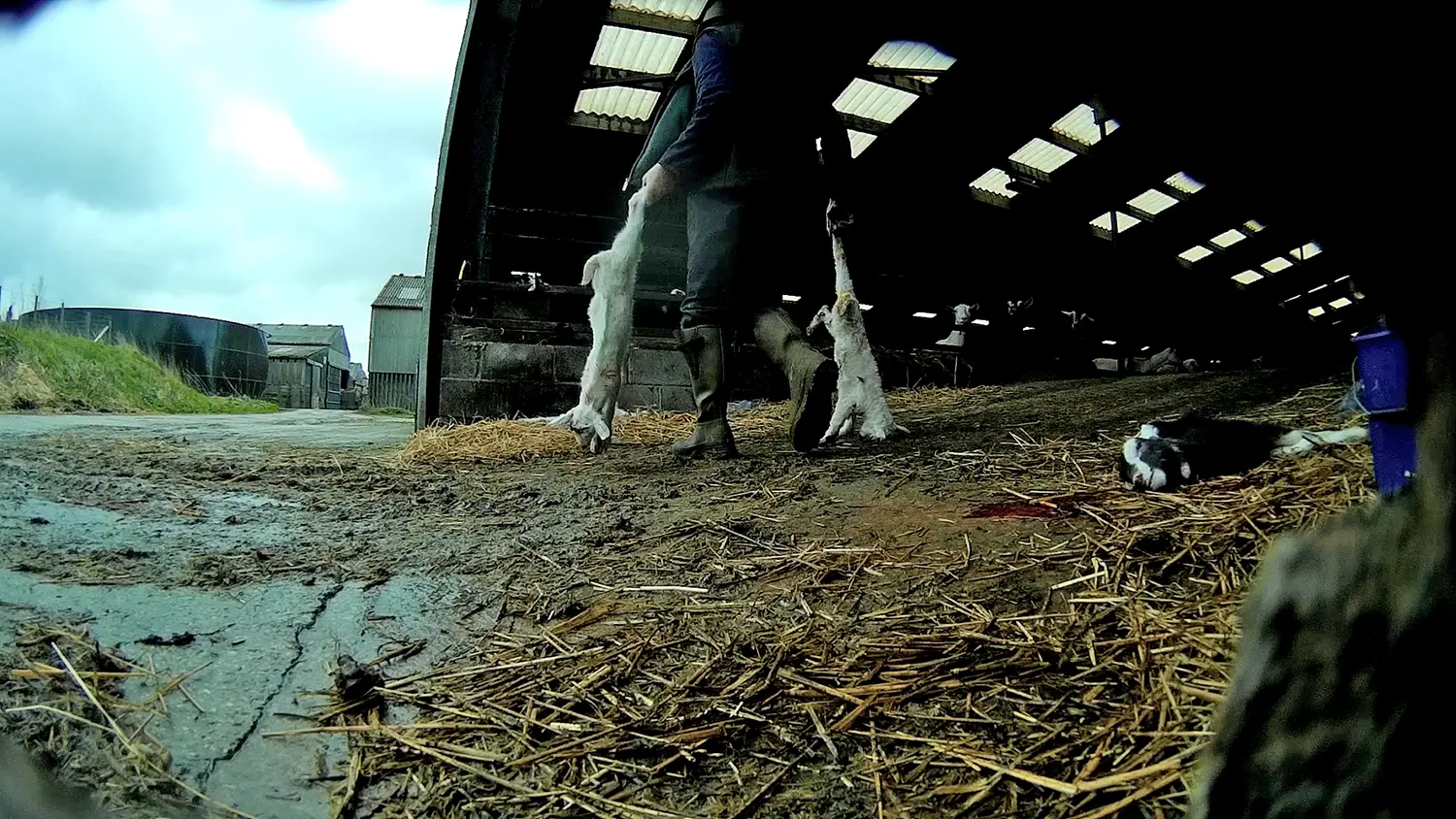 Secret Footage Reveals Violent Killing of Unwanted Goat Kids on ...