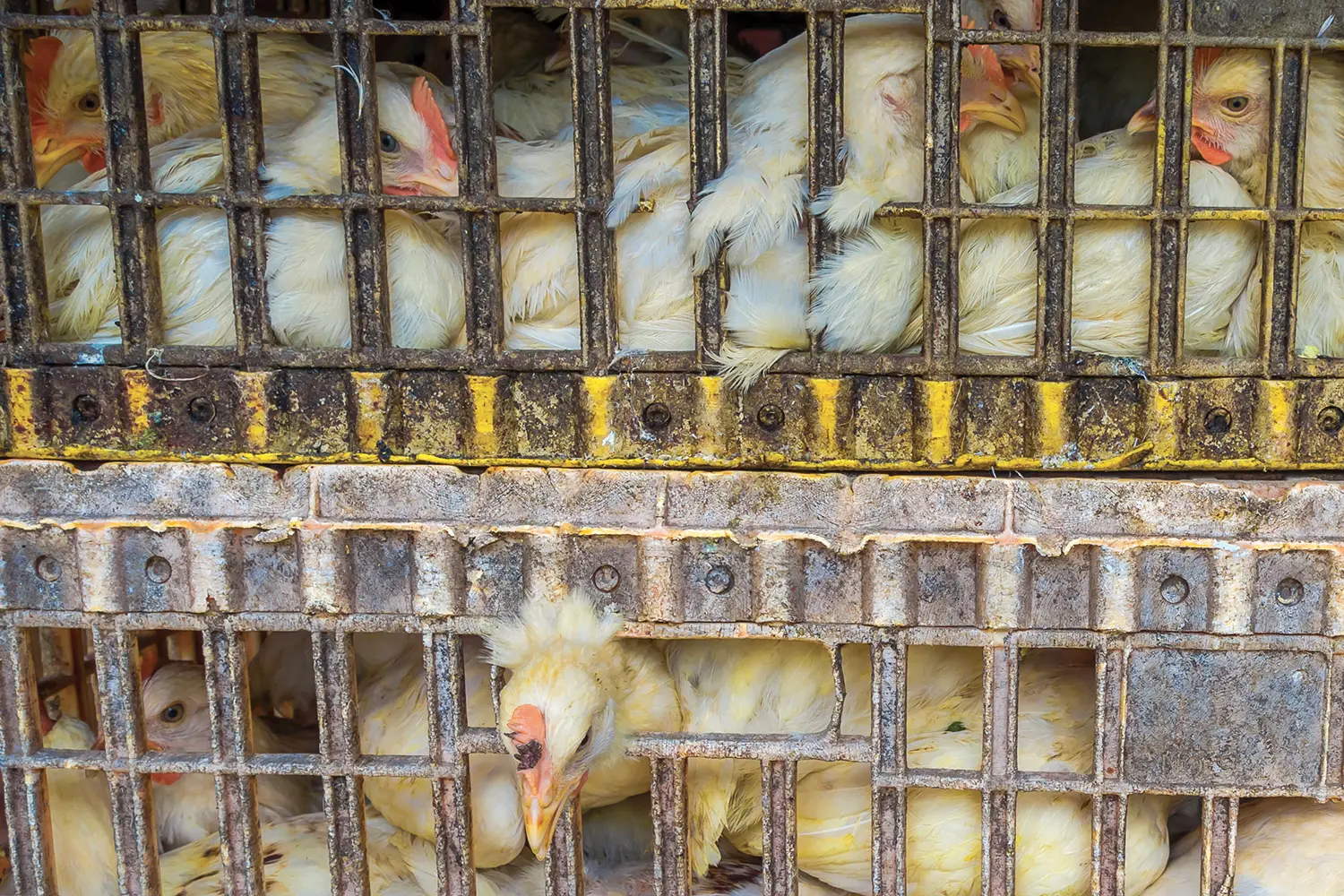 Animals are not stock!