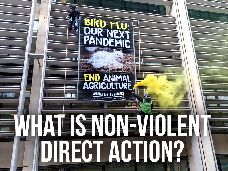 How effective is non-violent direct action and can it make a difference?