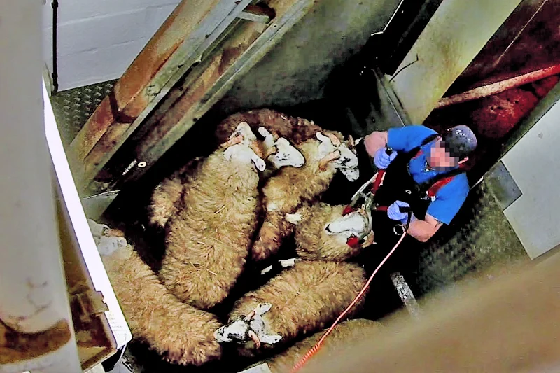 Does CCTV in slaughterhouses keep animals safe?