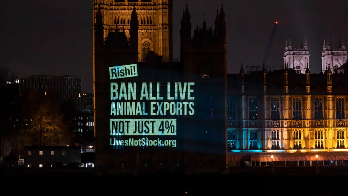 LONDON PROTESTERS TURN HEADS WITH BOLD PROJECTION AGAINST LIVE EXPORTS!