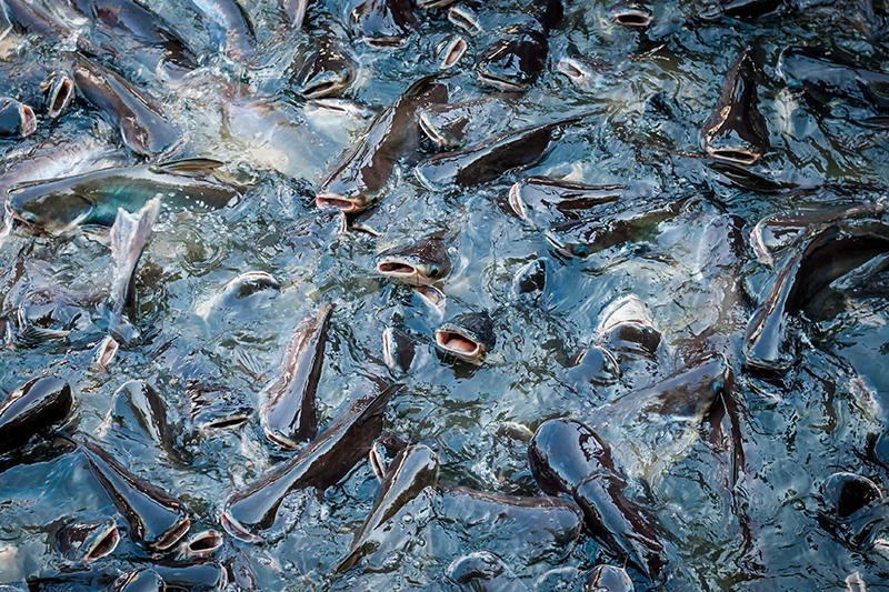What is wrong with fish farming?