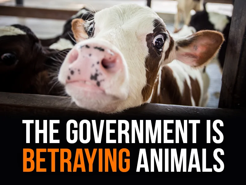 The government is betraying animals