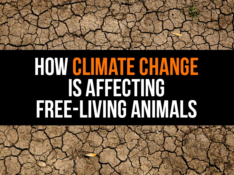 How climate change is affecting free-living animals