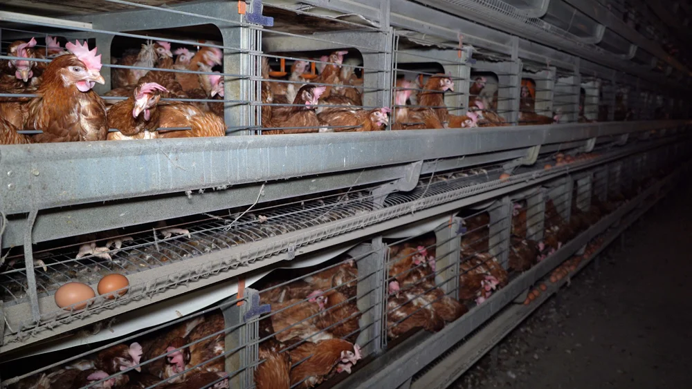 Find out more about the lives of egg-laying hens