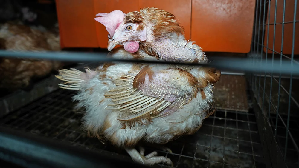 Find out more about the lives of egg-laying hens