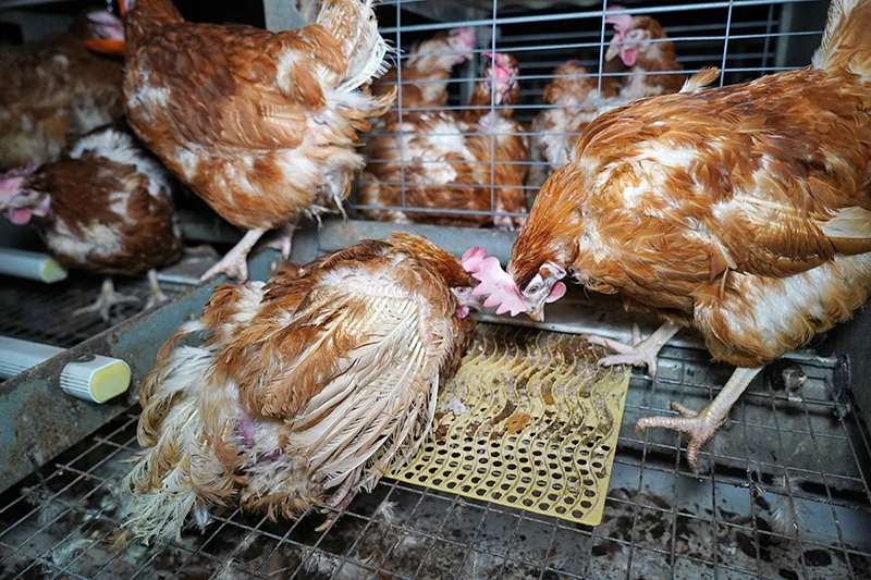 We visited Bird Bros' rotten farm