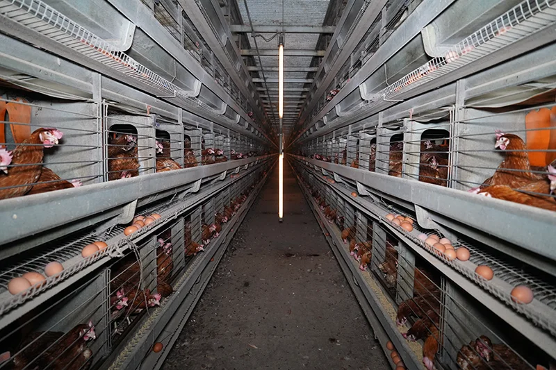 We visited Bird Bros' rotten farm