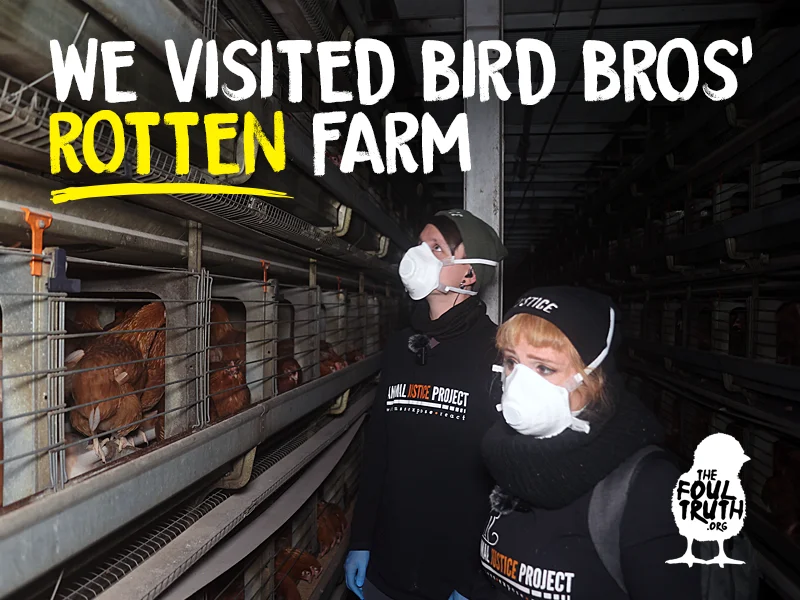 We visited Bird Bros' rotten farm