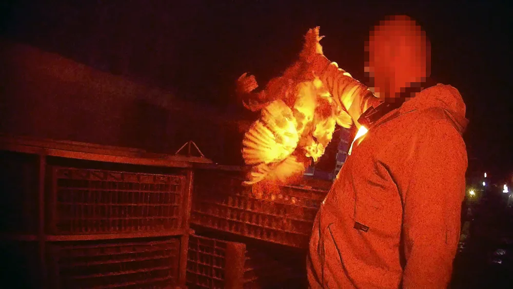 RSPCA Assured Chicken Catchers