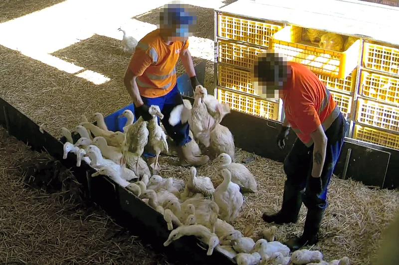 Violated and viciously caught for slaughter