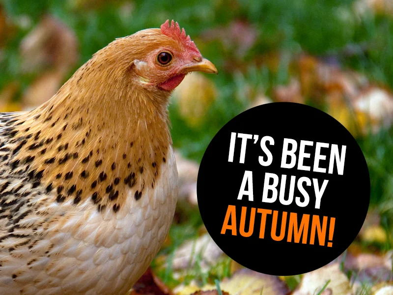Our autumn round-up