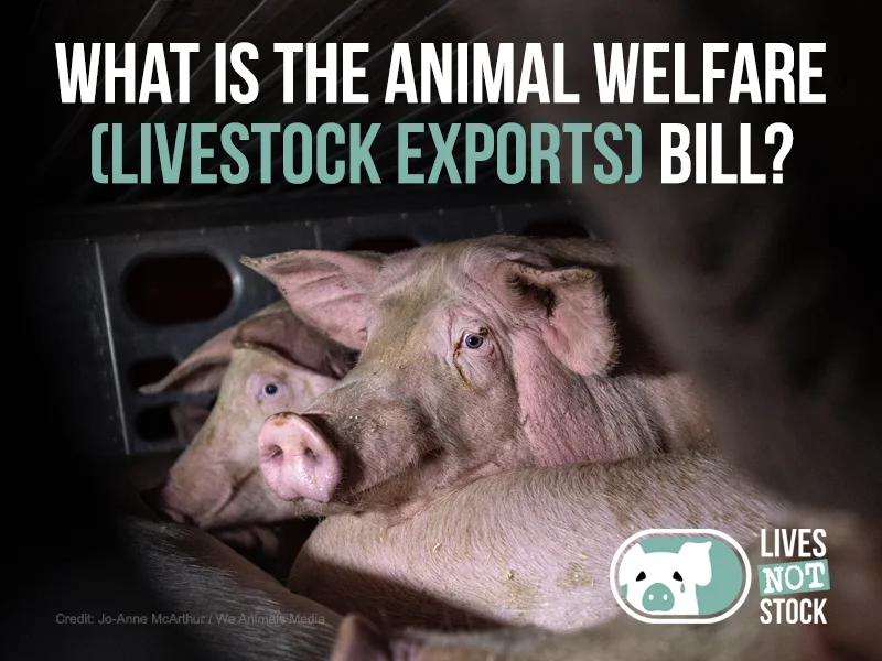 What is the Animal Welfare (Livestock Exports) Bill?