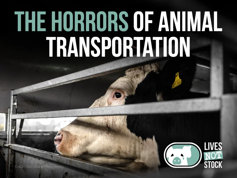 The Horrors of Animal Transportation