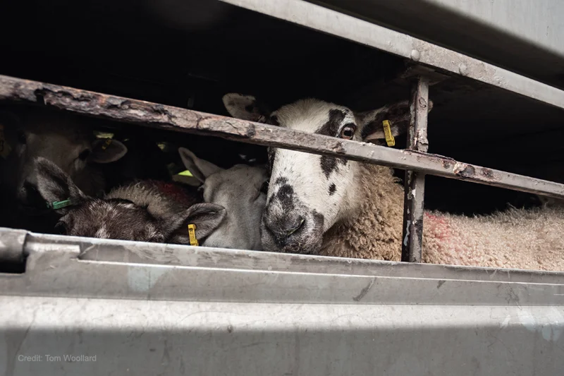 The Horrors of Animal Transportation