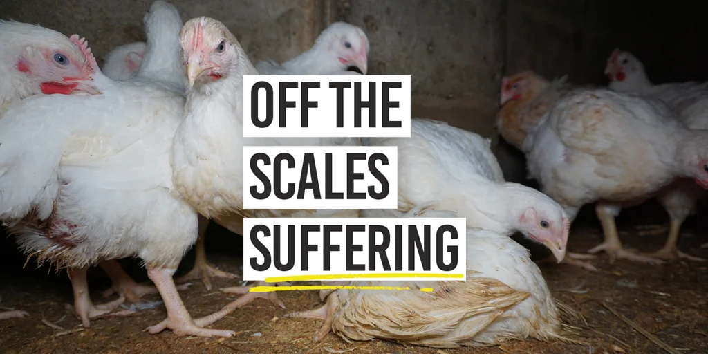 Chicken farming causes 'Off the Scales' suffering!