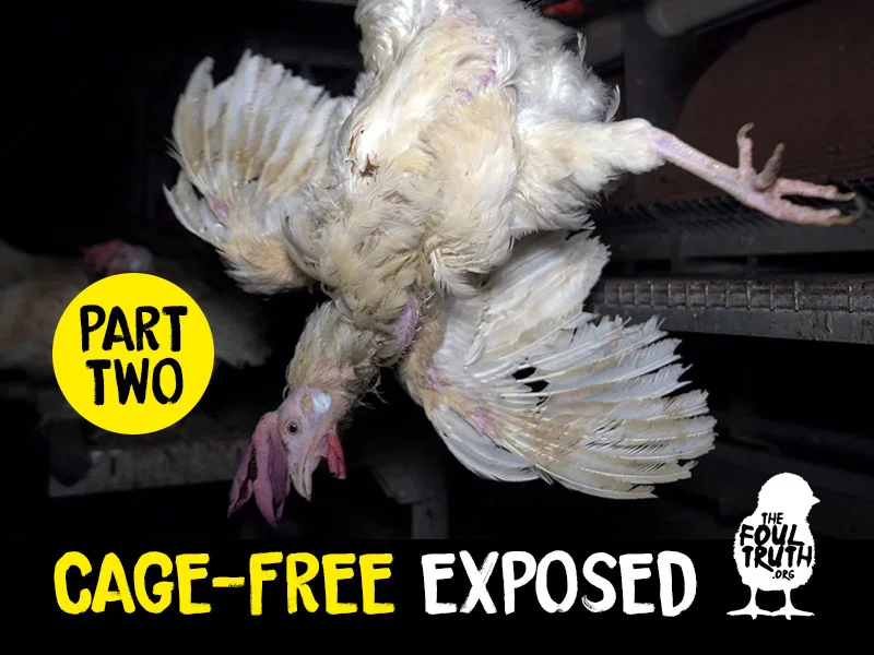 Ending the use of animals in agriculture