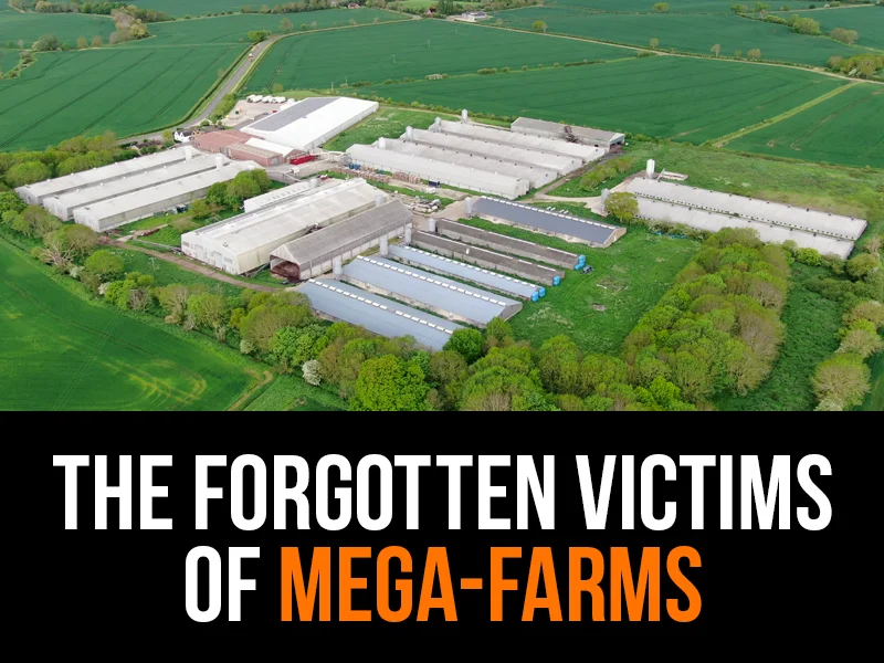 The forgotten victims of 'mega-farms'
