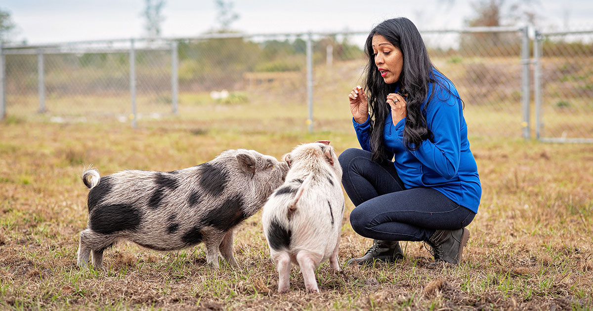 In-Home Pig & Goat Training Services