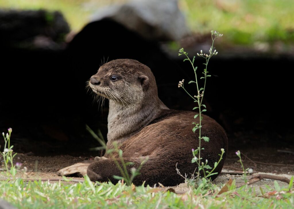 M&B BLOG | Gavin Maxwell - The author & naturalist who found paradise ...