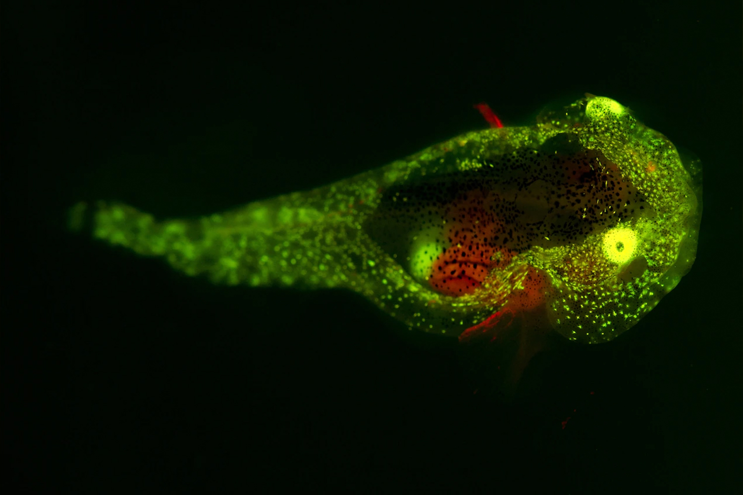 Biofluorescence: How sea creatures glow in the dark | Ocean Tales | One ...