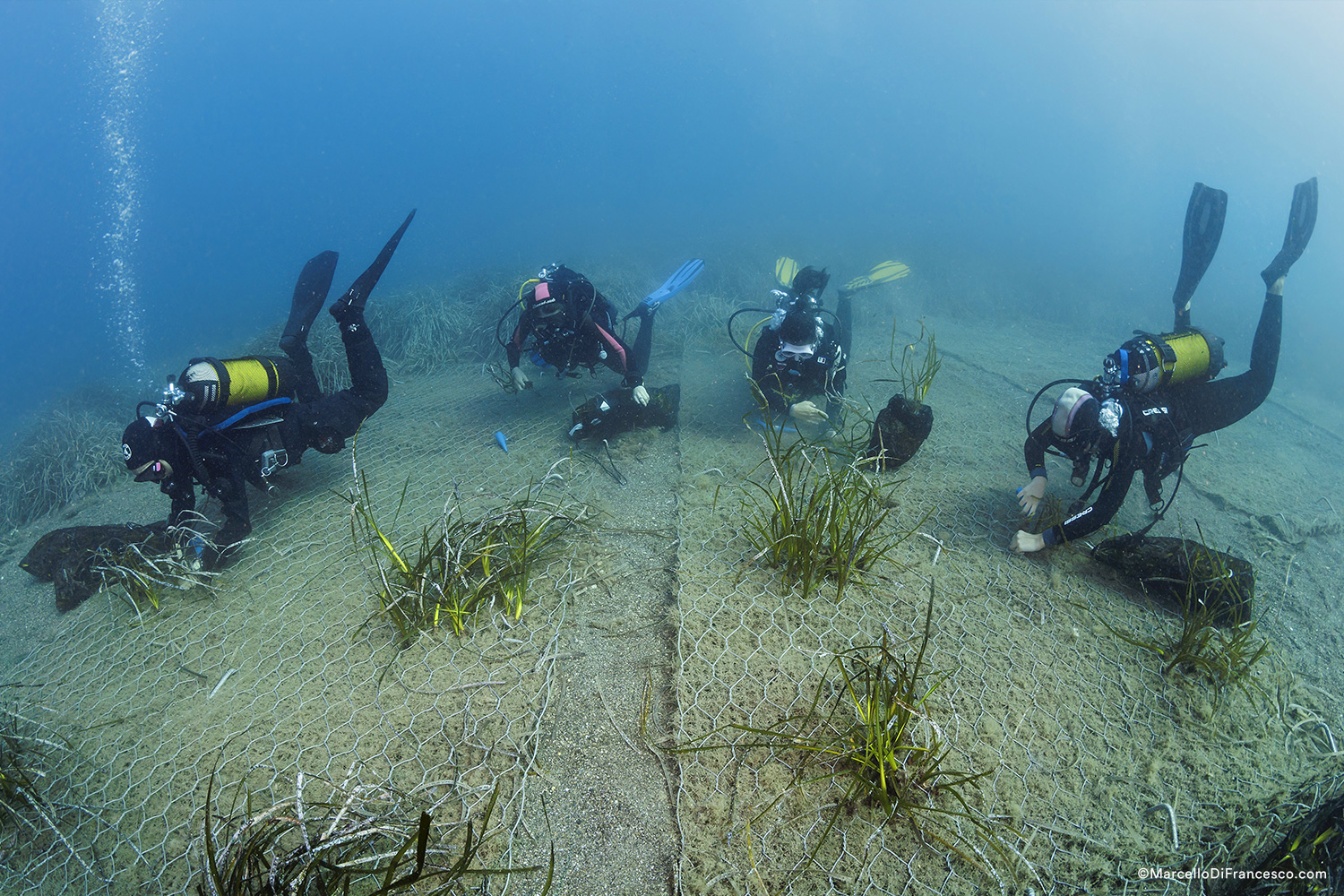 Restoration of Posidonia thanks to the support of Osculati | News | One ...