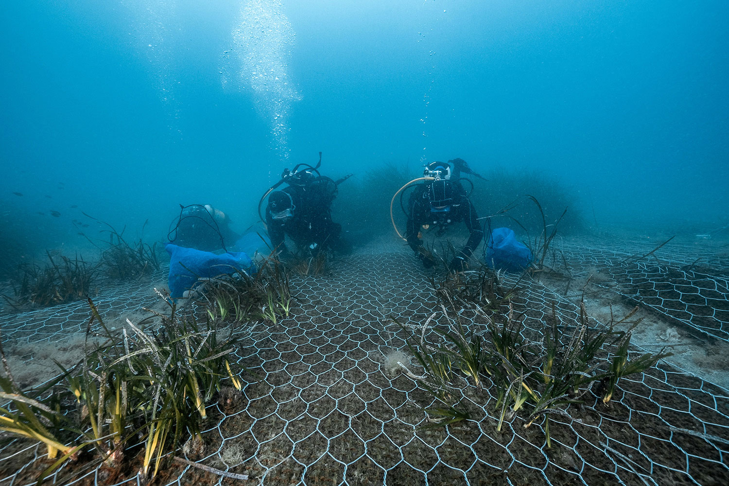 Marine ecosystem restoration activity in Portofino | News | One Ocean ...