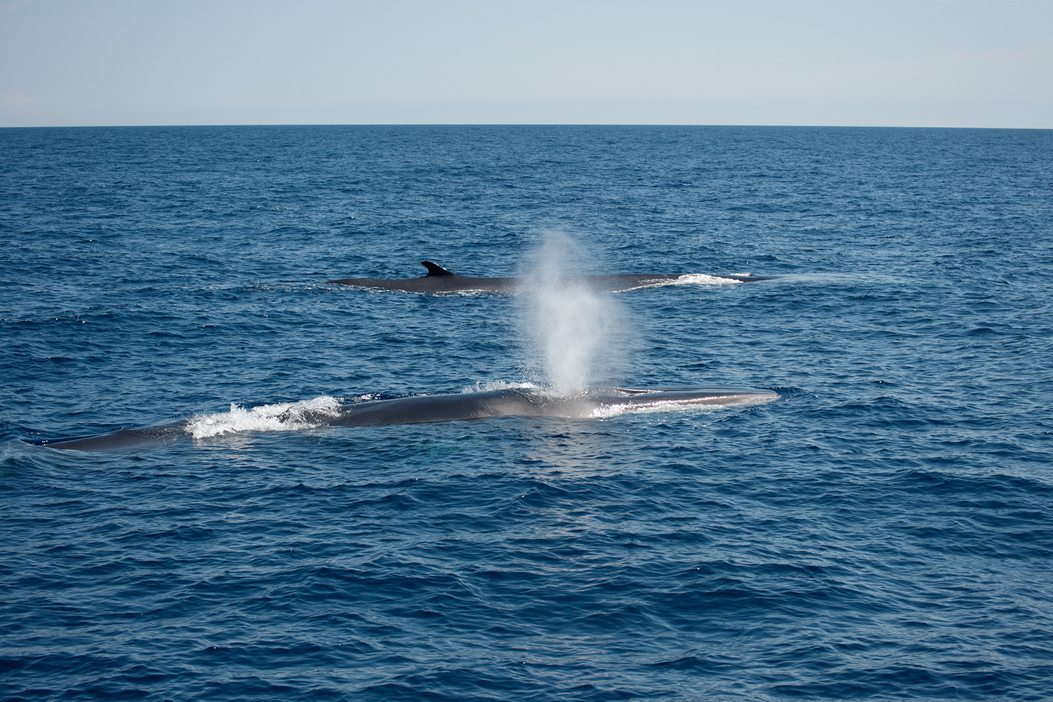 The Canyon of Caprera | One Ocean Foundation
