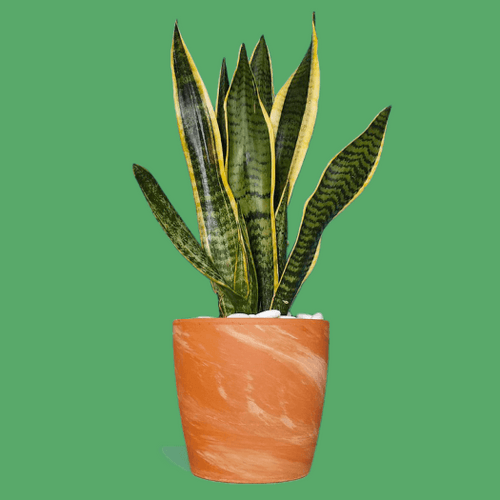 Jeremy Stokes — Product Designer