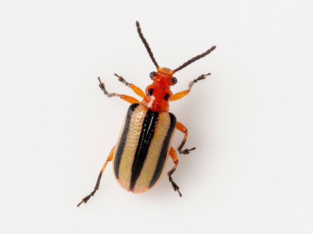 Araignées du Québec | Insectes du Québec | Biodiversité