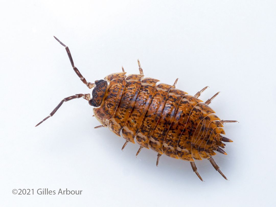 Araignées du Québec | Insectes du Québec | Biodiversité