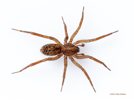 Liocranidae | NatureWeb.com