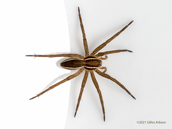 Pisauridae | NatureWeb.com