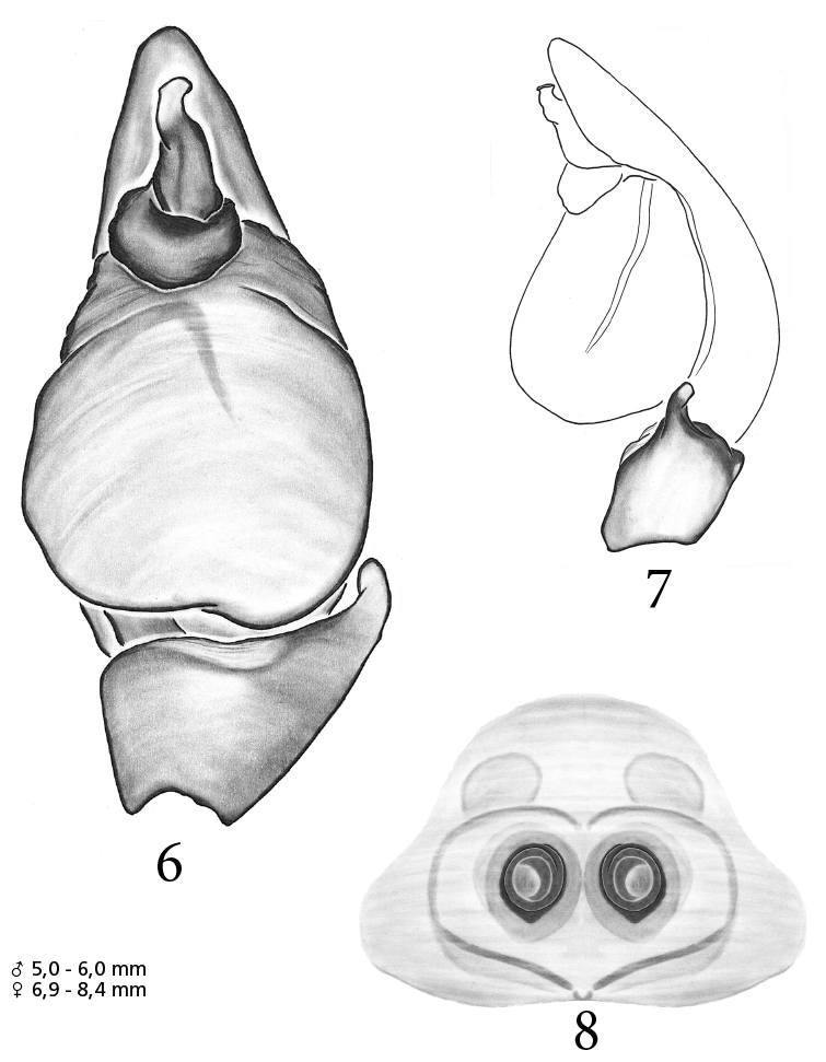 Progression rapide de Trachelas tranquillus (Hentz 1847) (Araneae ...