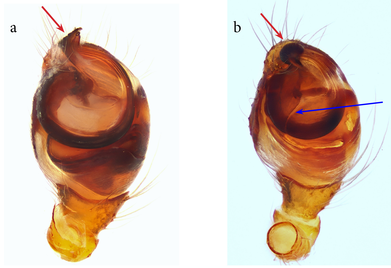 La distinction entre Parasteatoda tabulata (Levi 1980) et Parasteatoda ...