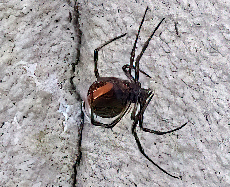 Confirmation de la présence de la Veuve noire du Nord, Latrodectus ...