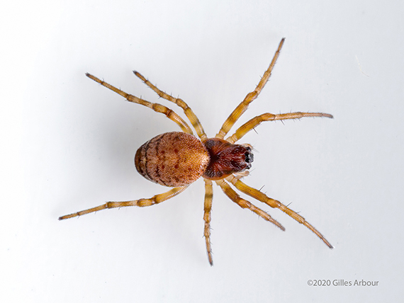 Cercidia prominens ()| NatureWeb.com
