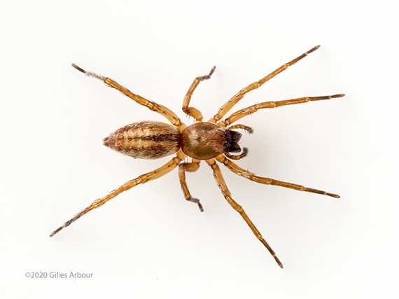 Clubionidae | NatureWeb.com